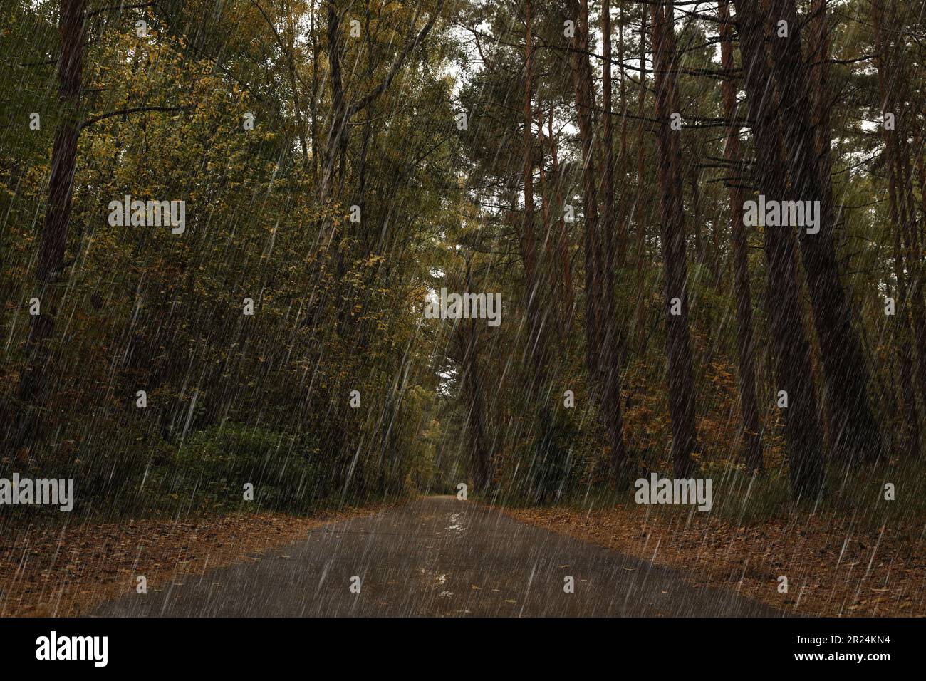 Pathway between many beautiful trees in autumn park on rainy day Stock ...