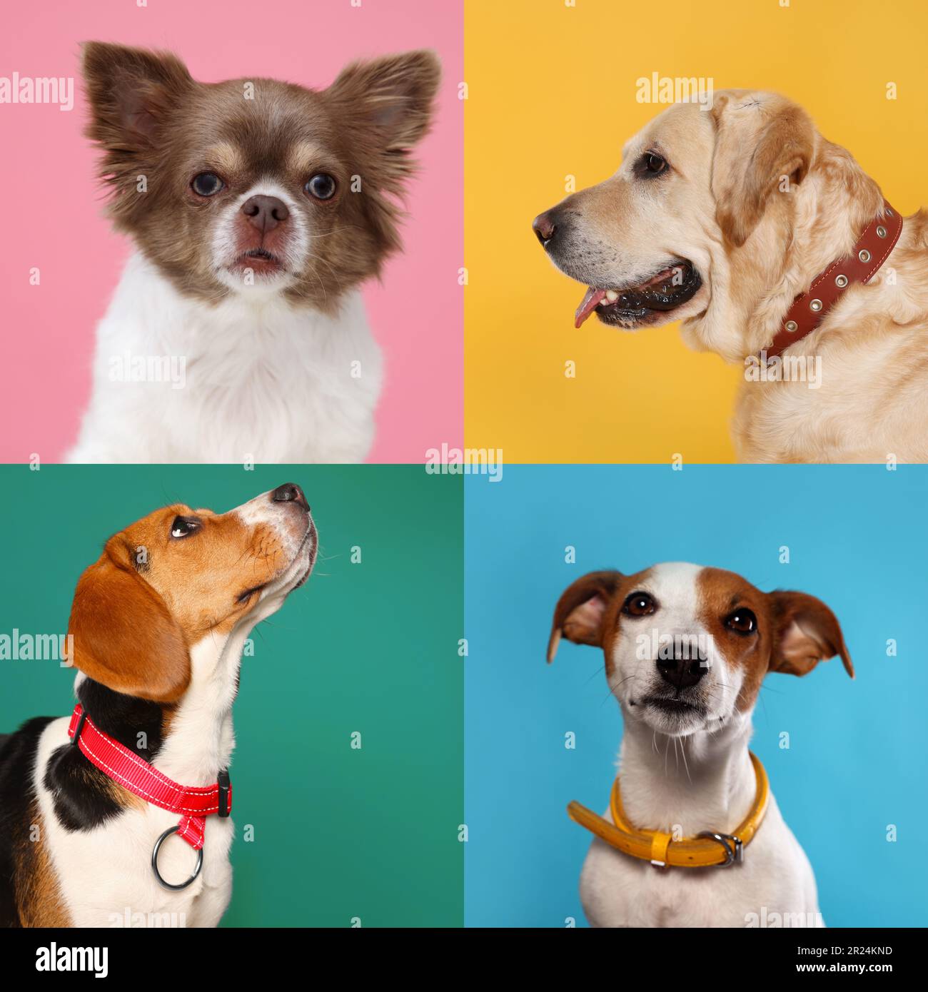 Collage with photos of cute dogs in collars on different color ...