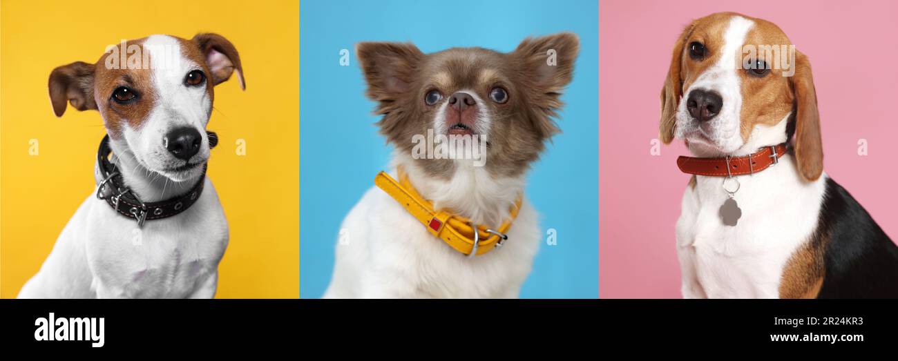 Collage with photos of cute dogs in collars on different color ...
