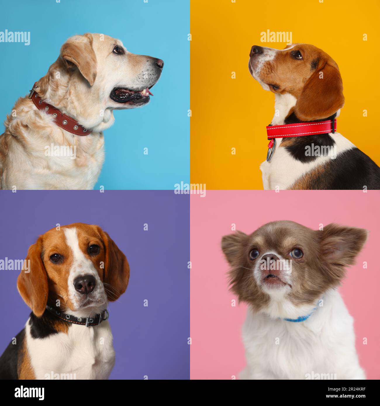 Collage with photos of cute dogs in collars on different color ...