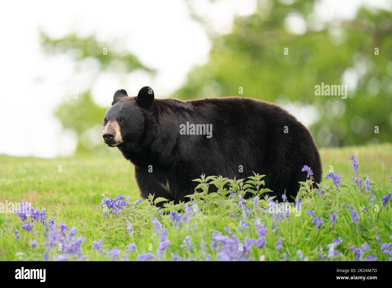 North American black bear Phoenix in the drive-through enclosure at ...