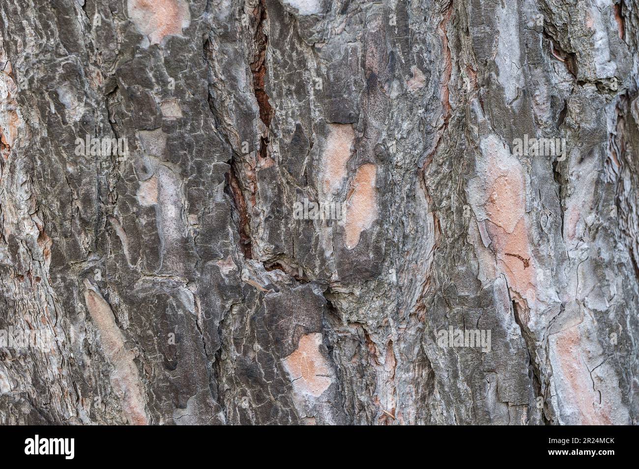 Tree bark knot hi-res stock photography and images - Alamy