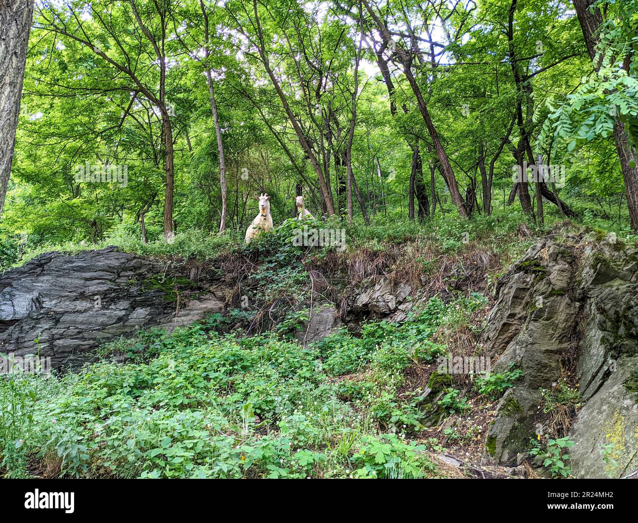 Goats in a green forest, forest nibble grass. Pets are on the loose ...