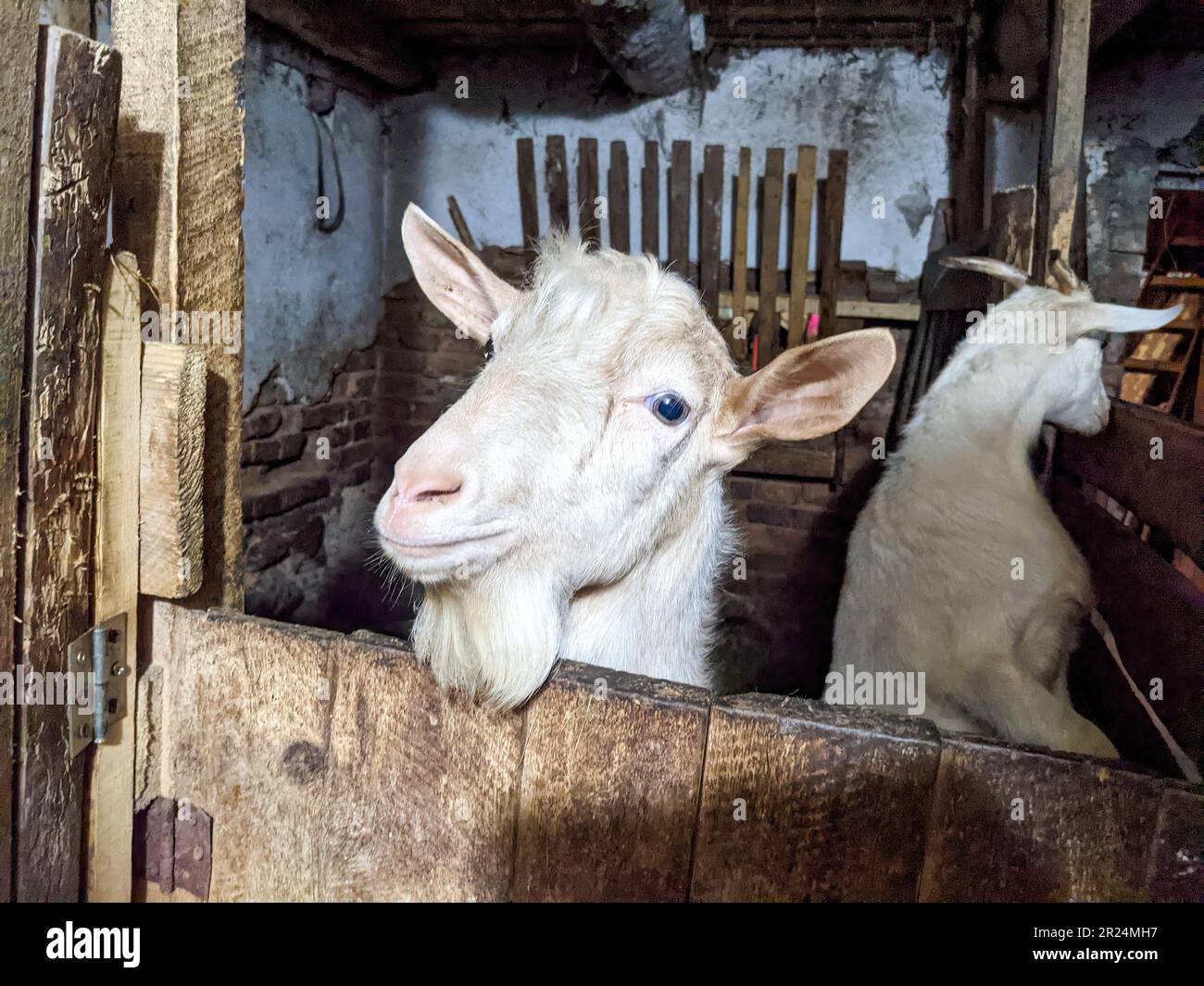 Two white goats leaned out from behind the fence in the barn on a small ...