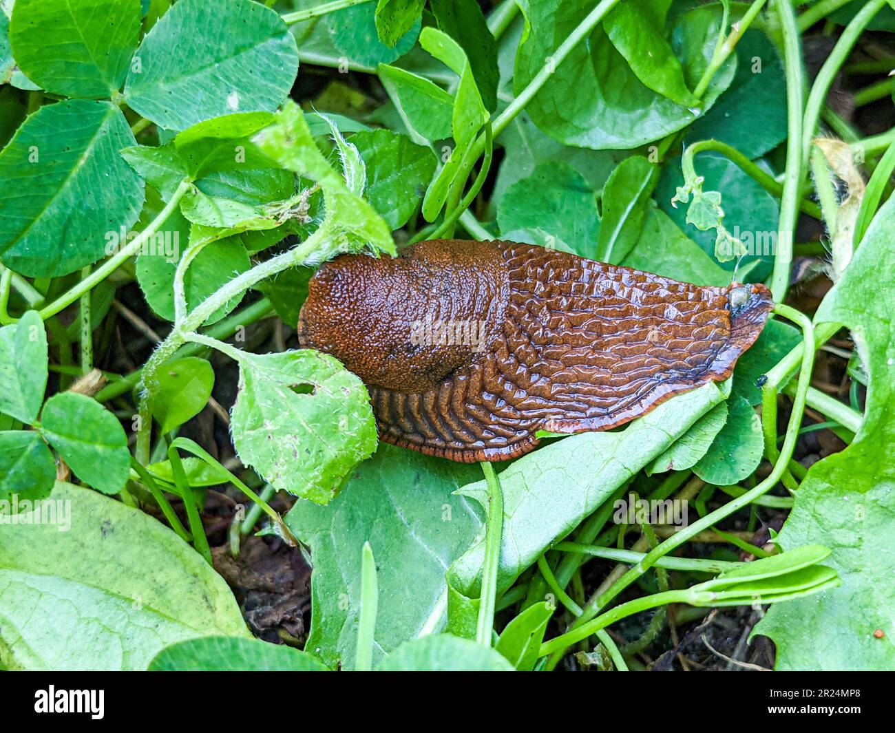 Large brown Spanish snail (arion vulgaris) on grass, close-up. Invasive ...