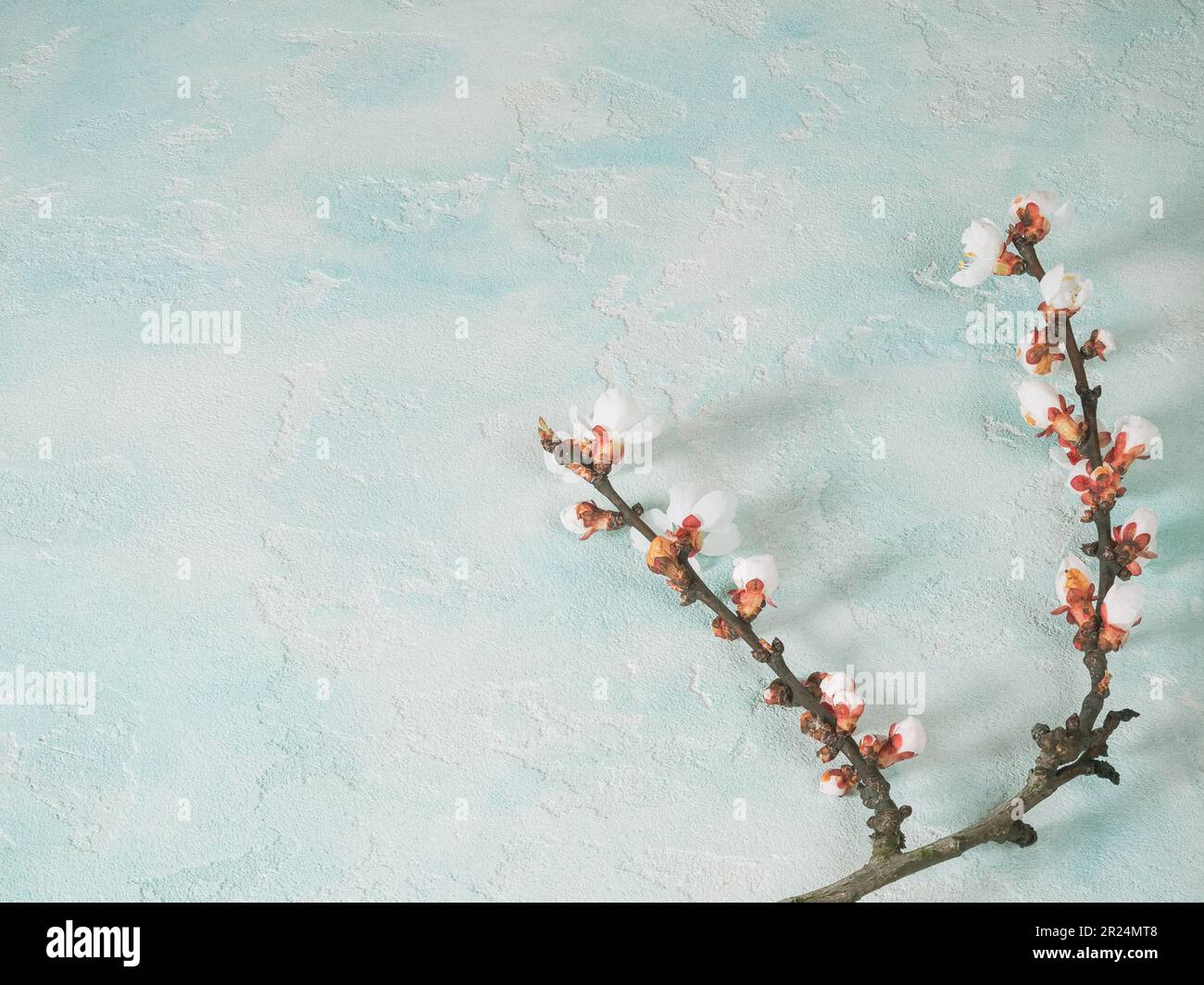 Light turquoise background for product presentation with a sprig of ...