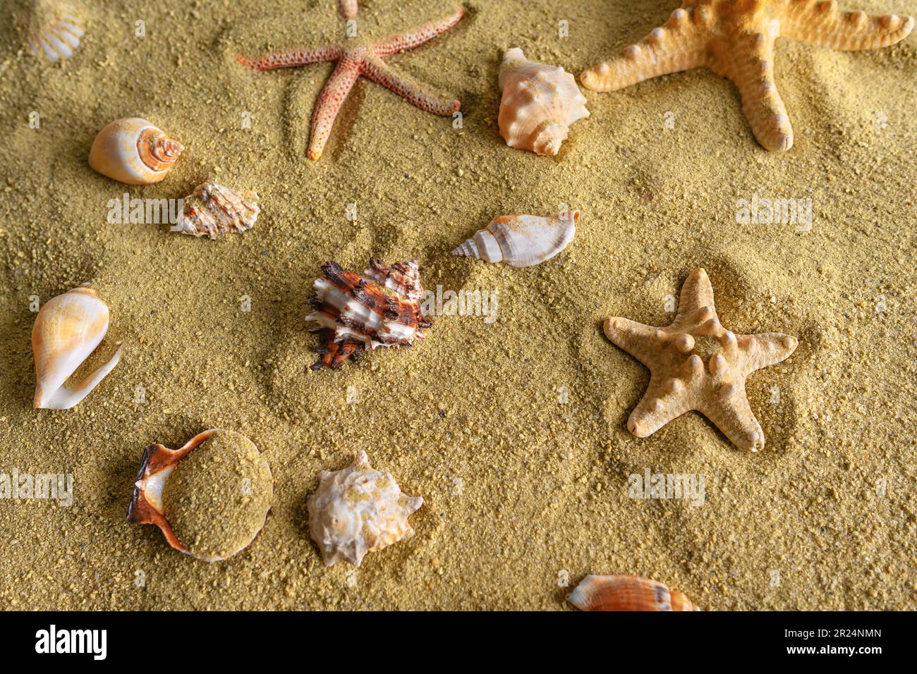 Seashells and stars in the sand Stock Photo - Alamy