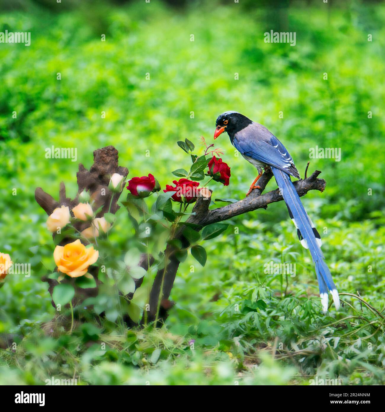 Flying magpie, spread its wings Stock Photo - Alamy