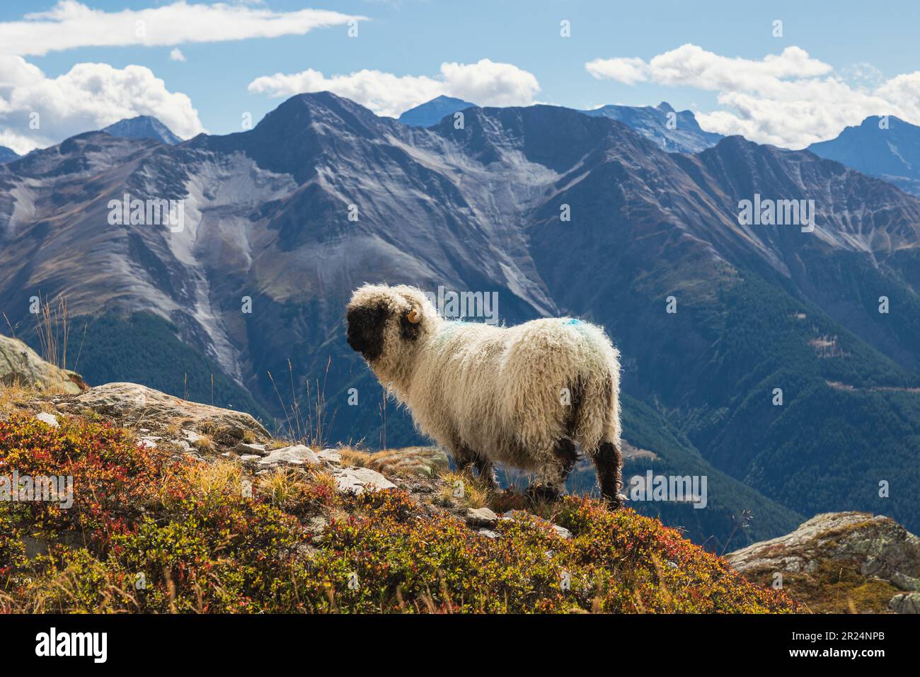 A white sheep stands atop a grassy hill, with a dramatic mountain range ...