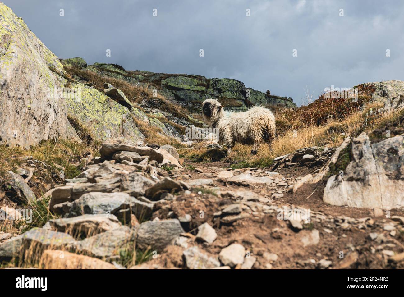 A white sheep stands atop a grassy hill, with a dramatic mountain range ...