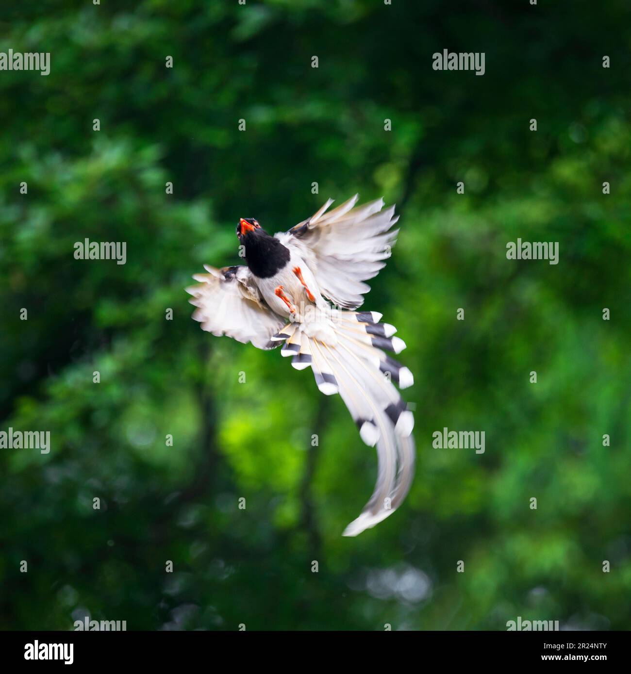 Flying magpie, spread its wings Stock Photo - Alamy