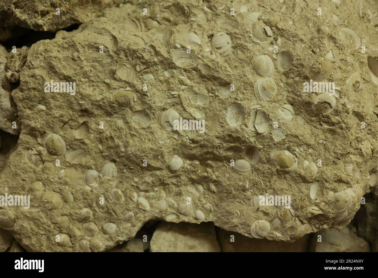 a stone in which there are many shells, the surface of an old stone ...