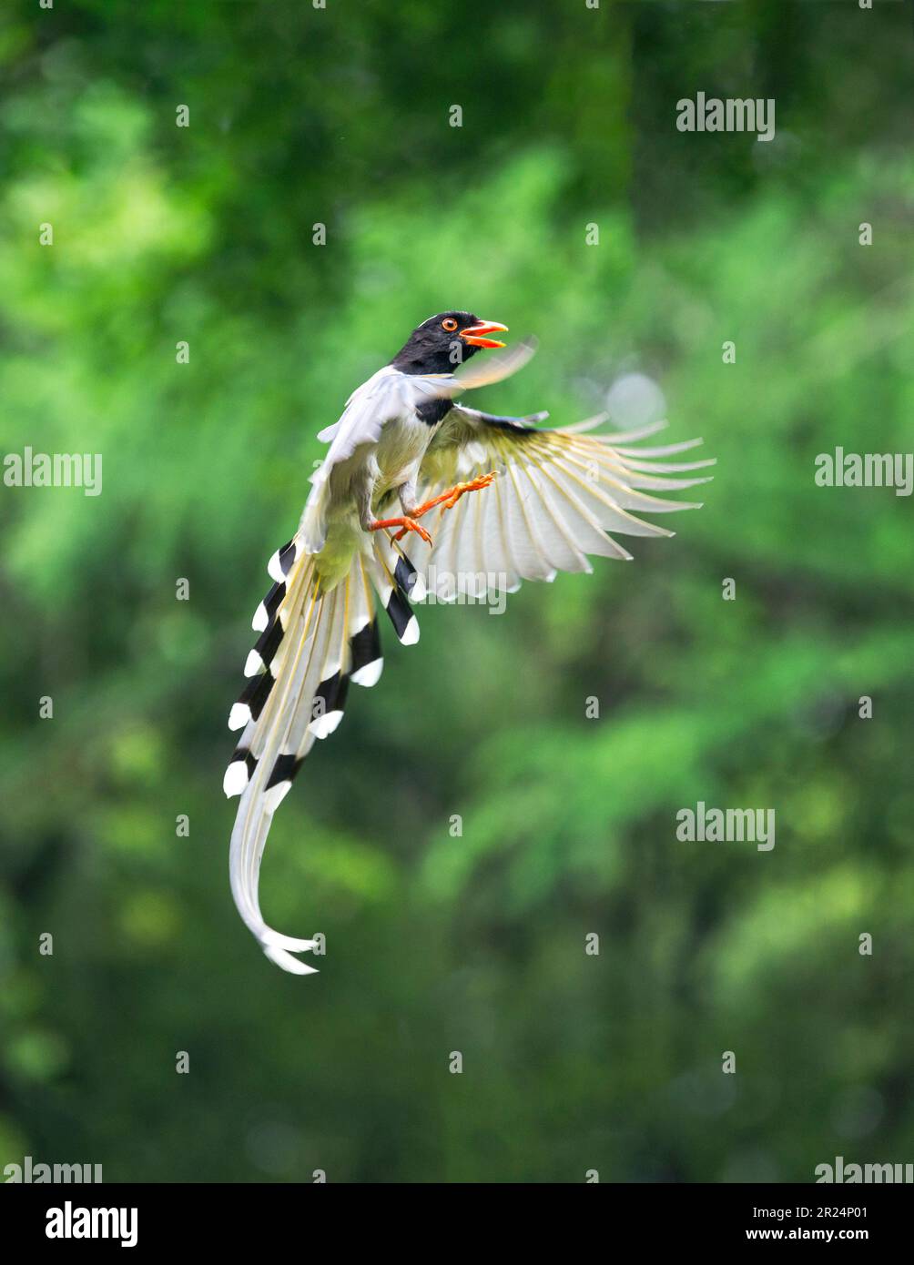 Flying magpie, spread its wings Stock Photo - Alamy