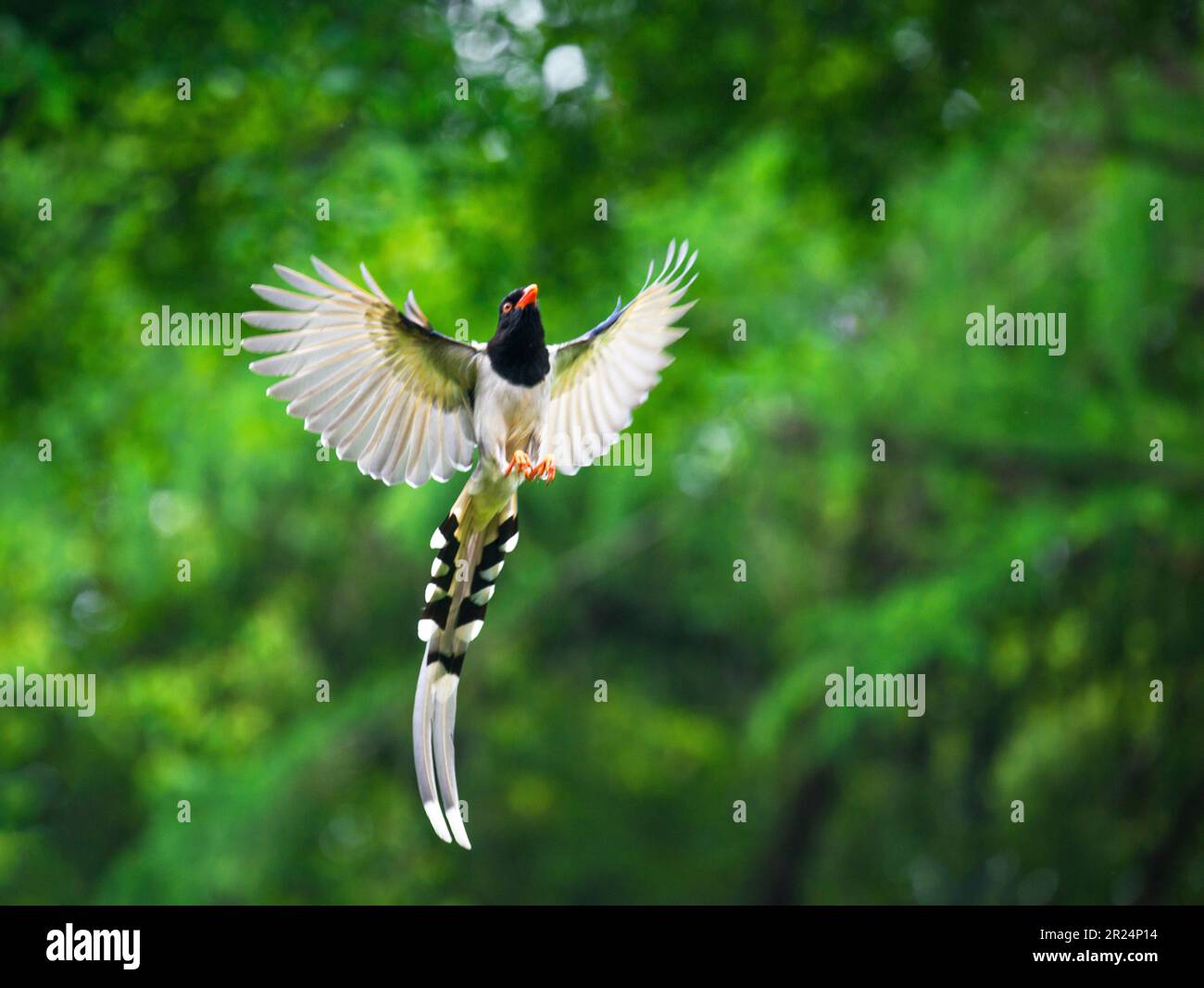 Flying magpie, spread its wings Stock Photo - Alamy
