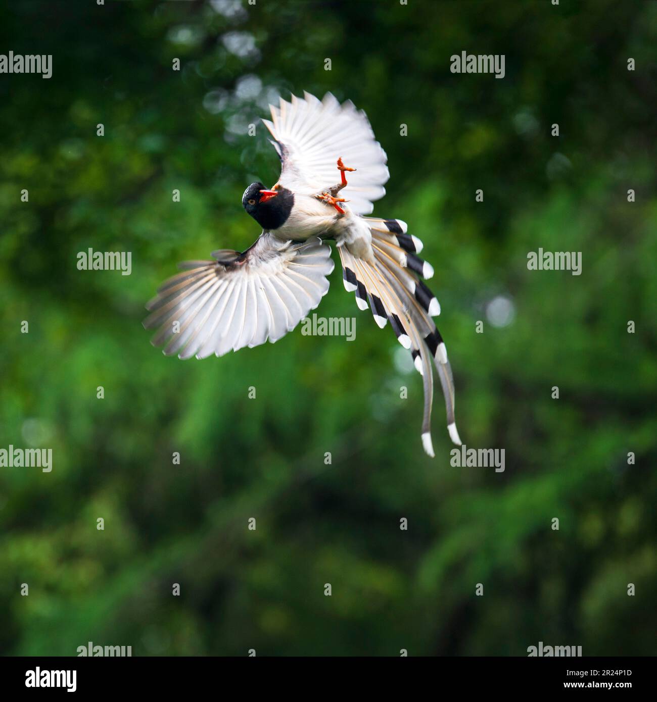 Flying magpie with outstretched wings, close-up, bird close-up, wild ...