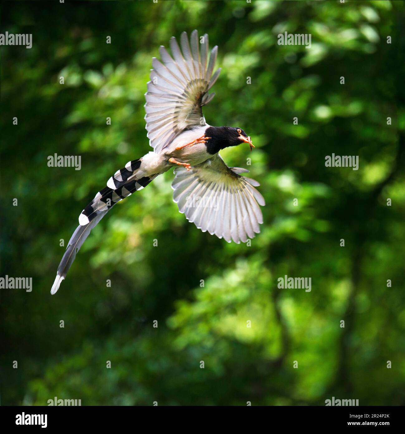Flying magpie with outstretched wings hi-res stock photography and ...