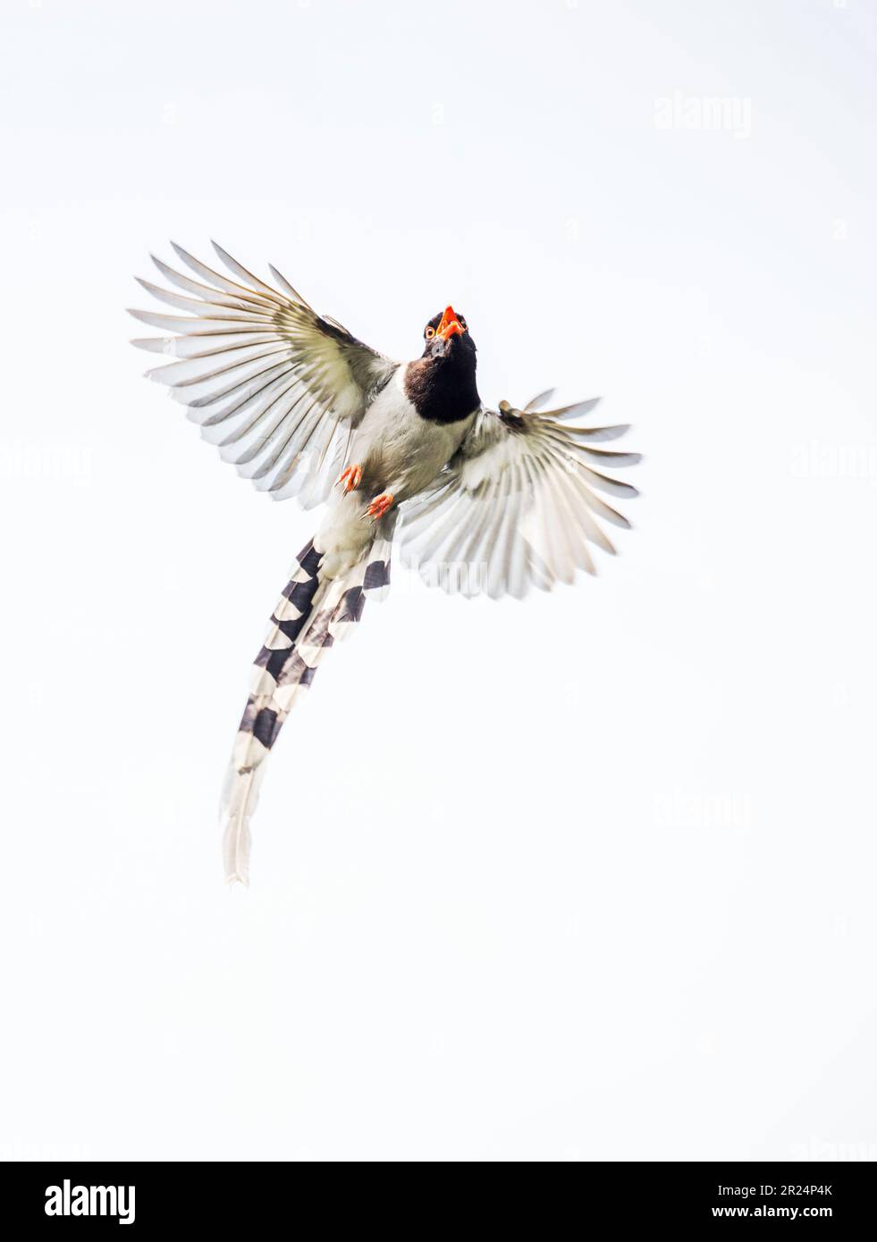 Flying magpie with outstretched wings hi-res stock photography and ...