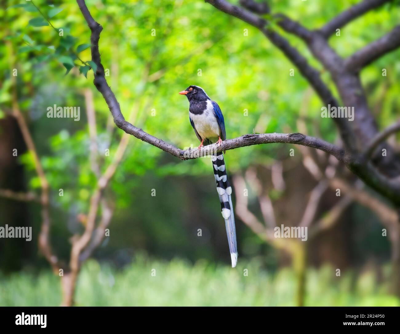 Flying magpie, spread its wings Stock Photo - Alamy
