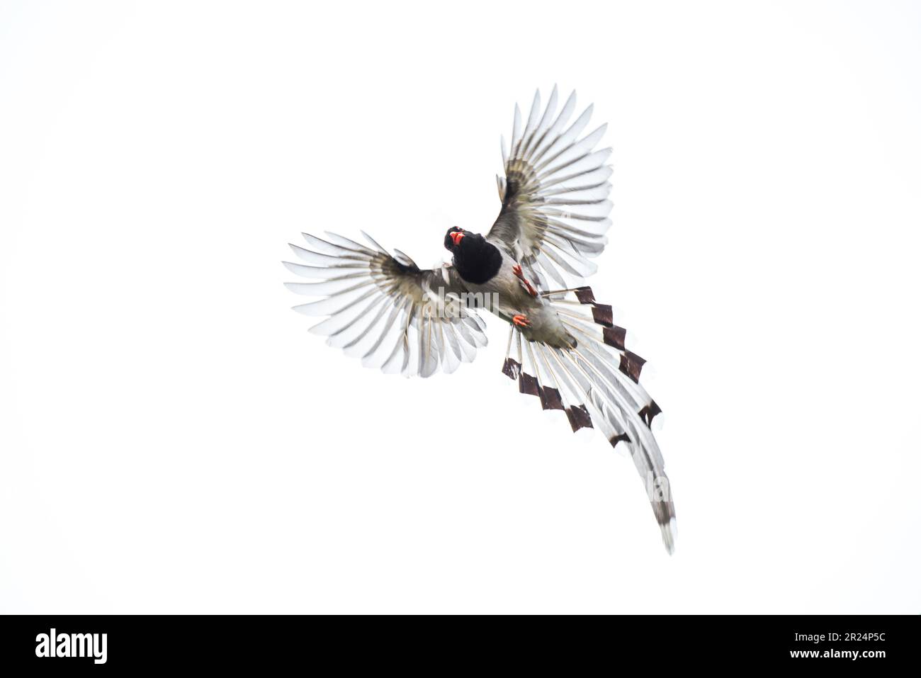 Flying magpie, spread its wings Stock Photo - Alamy