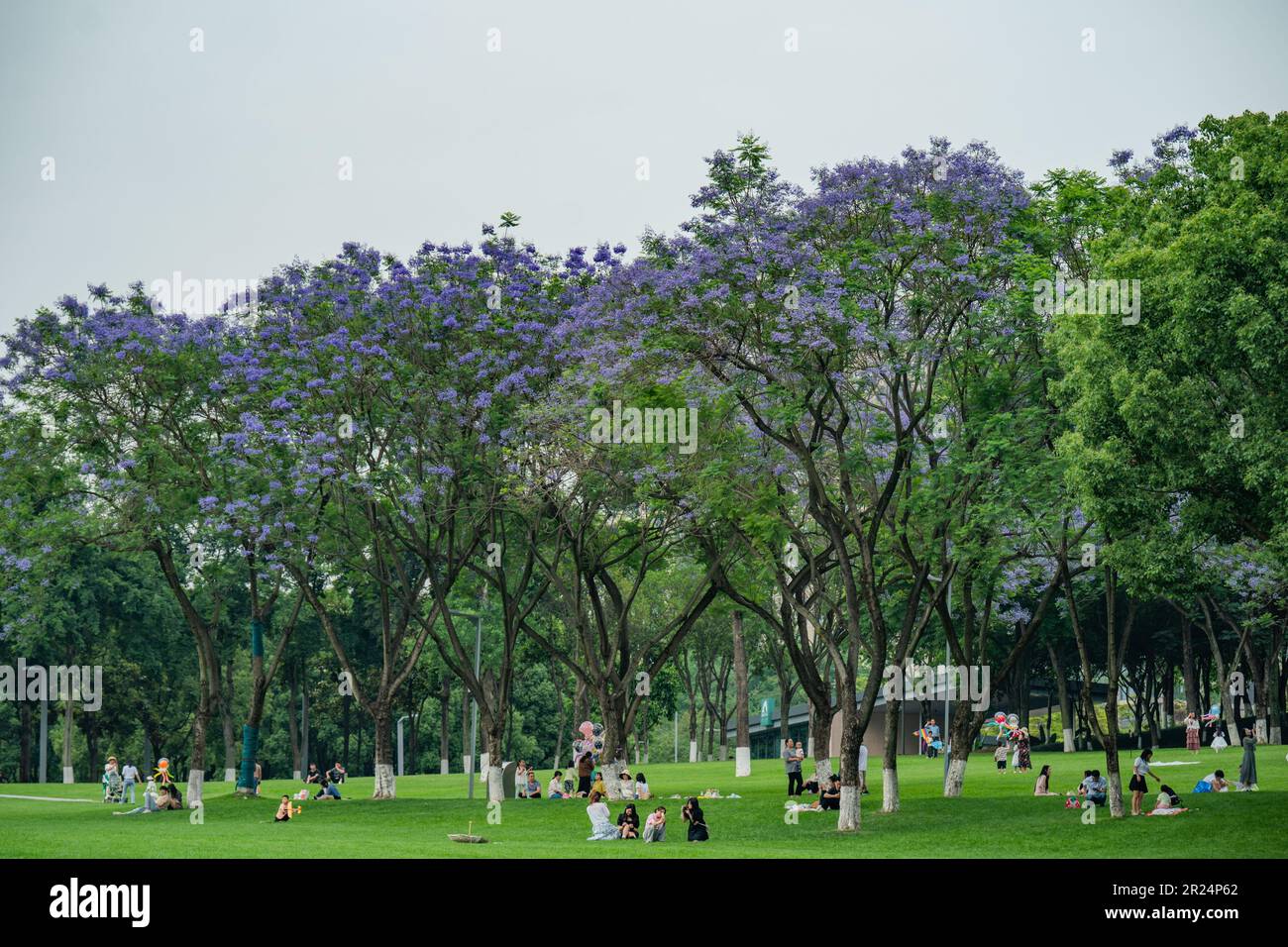 Romantic blue jacaranda trees are in full bloom in Chongqing, China, 14 ...