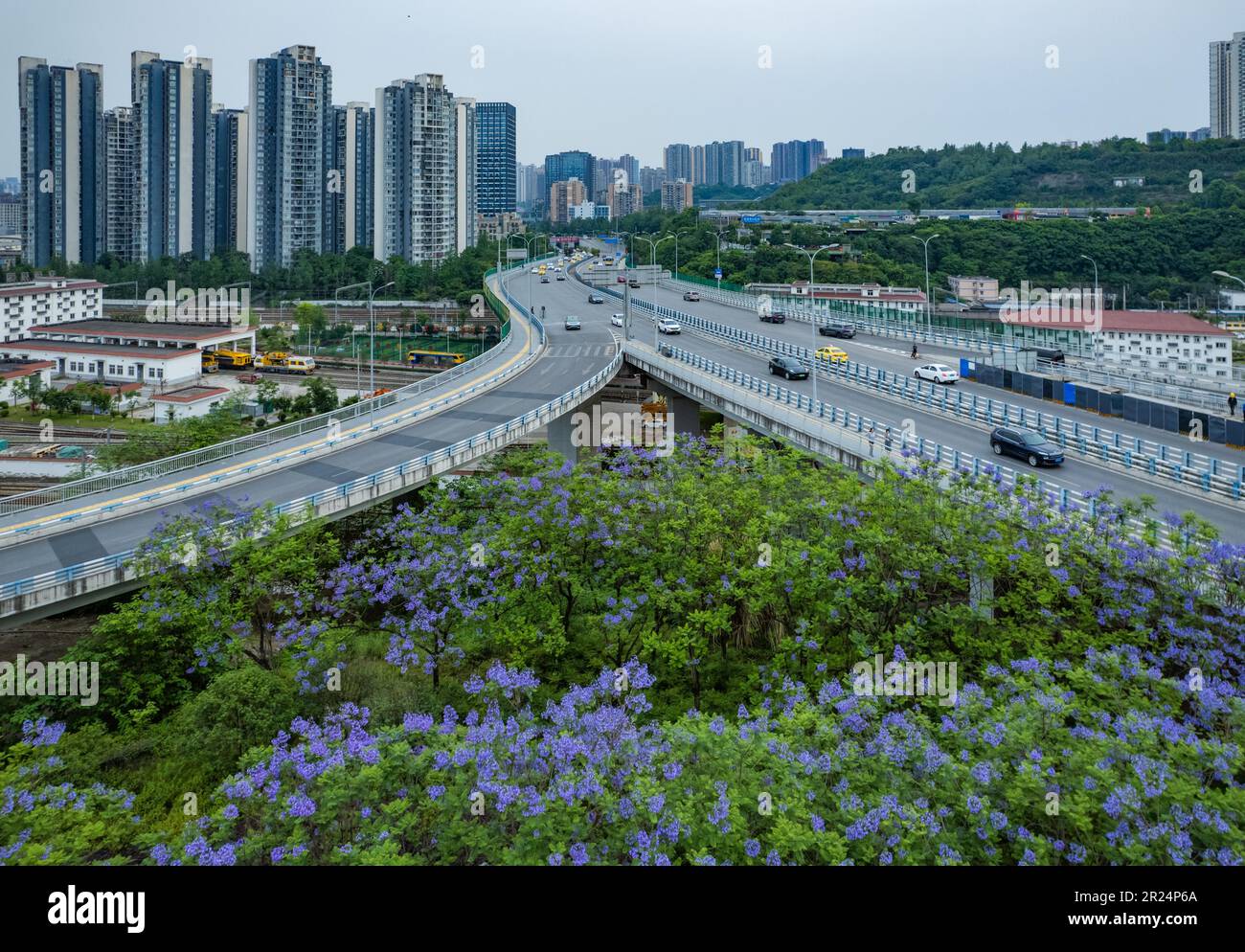 Romantic blue jacaranda trees are in full bloom in Chongqing, China, 14 ...