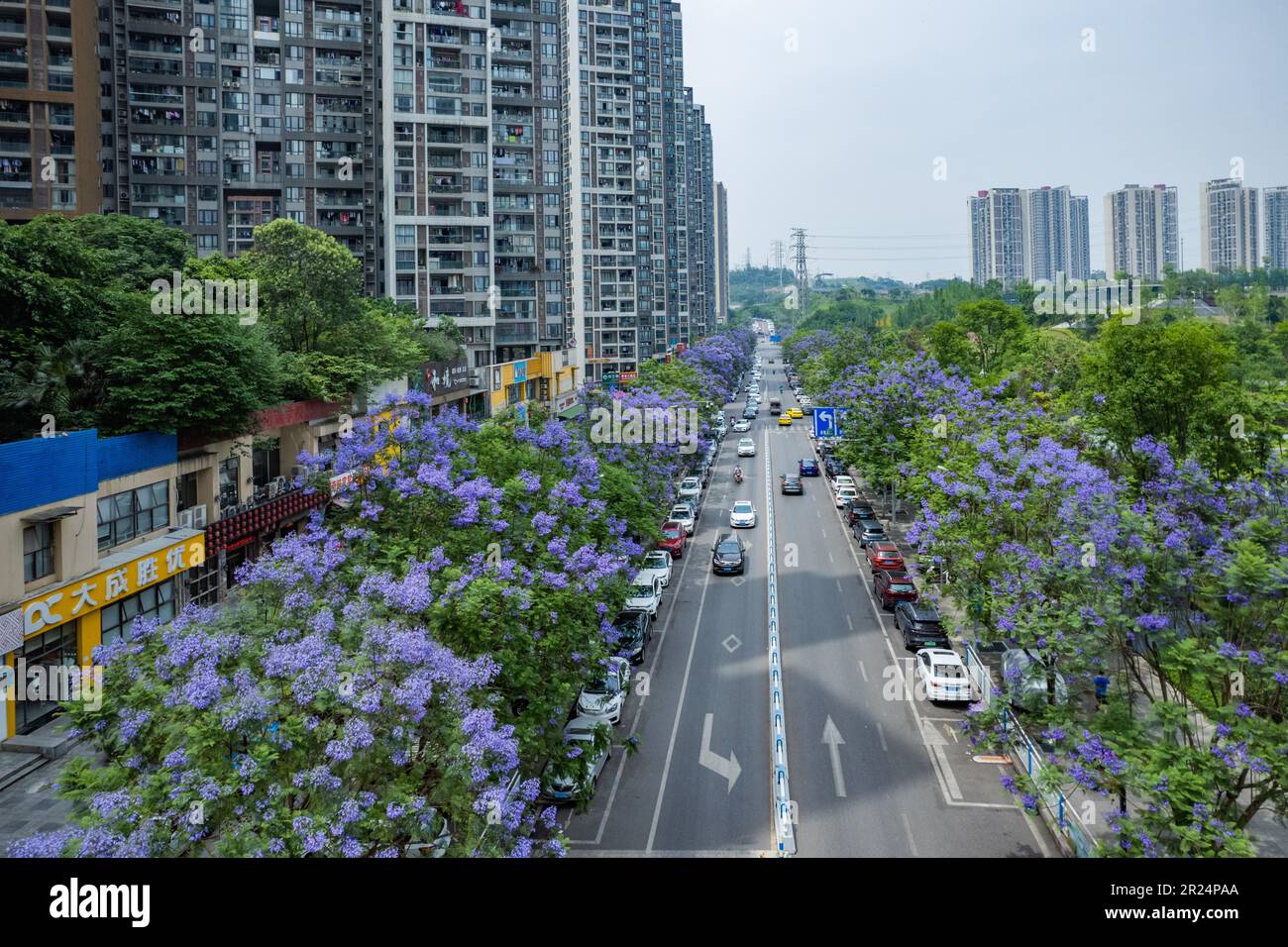 Romantic blue jacaranda trees are in full bloom in Chongqing, China, 14 ...