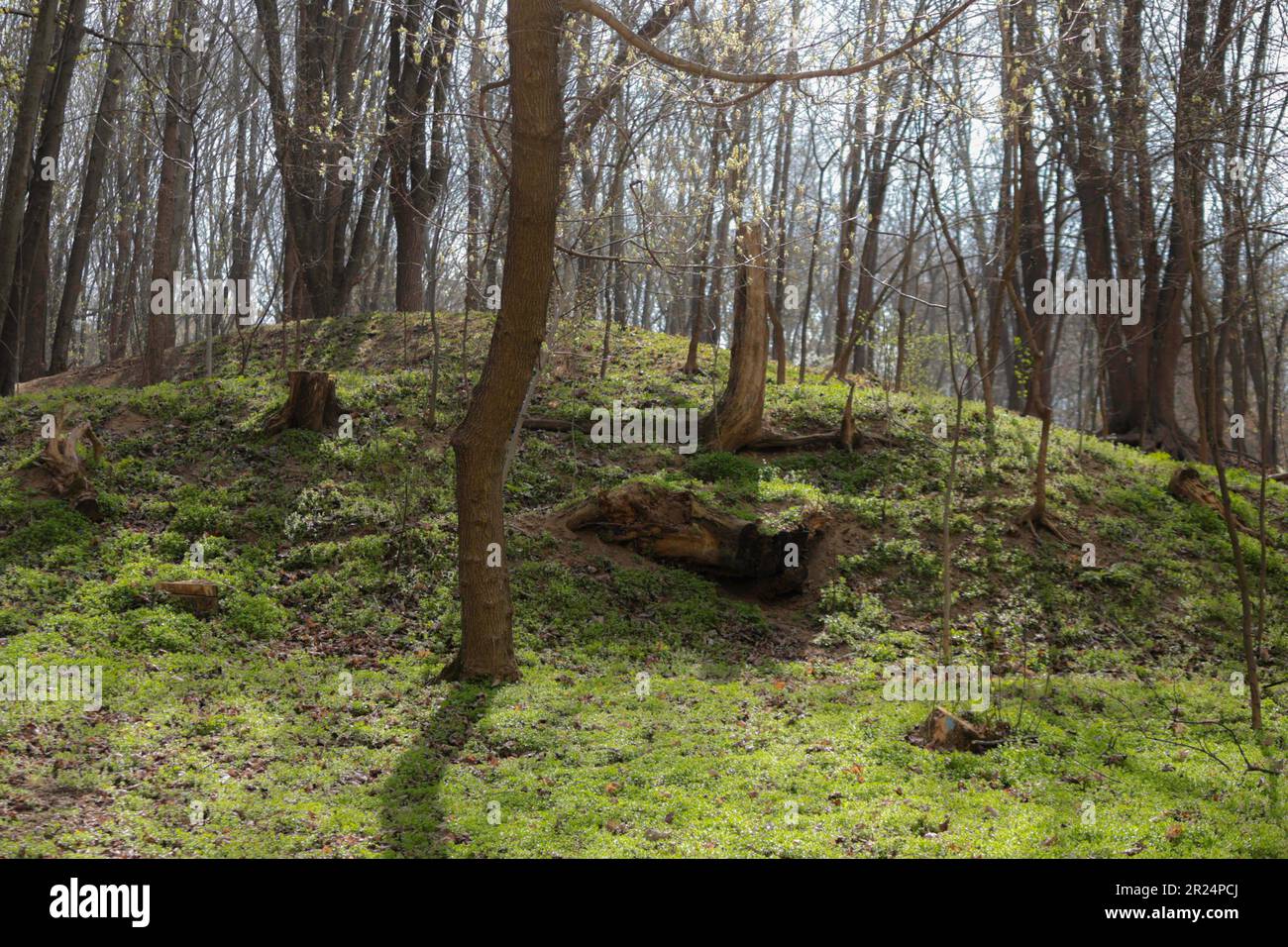 green meadow with a mound and a clearing on which trees Stock Photo - Alamy