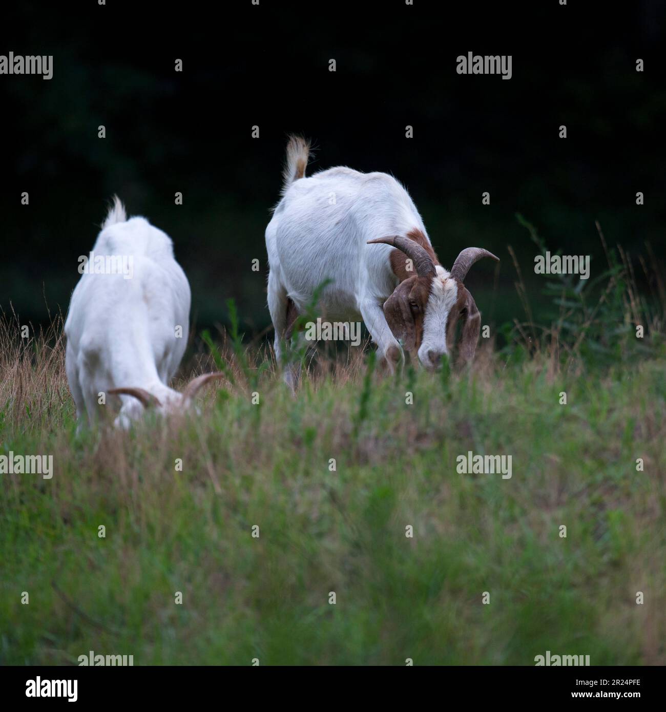 goat on the meadow Stock Photo - Alamy
