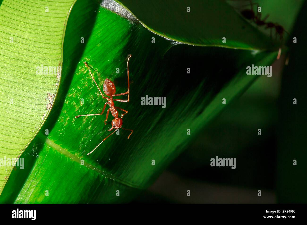Weaver ants mango hi-res stock photography and images - Alamy