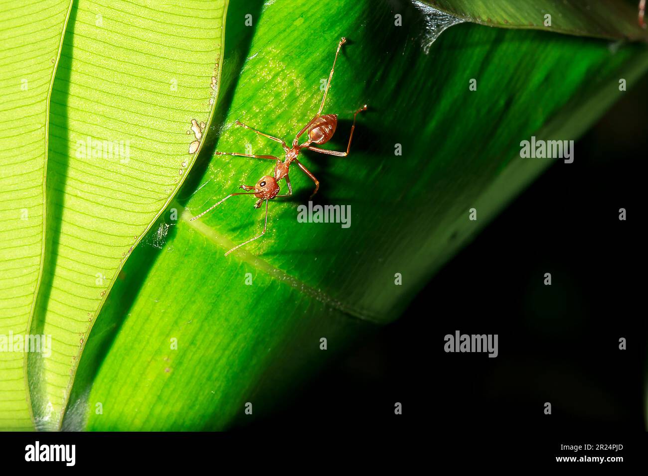Red ants are on the leaves in nature Stock Photo - Alamy