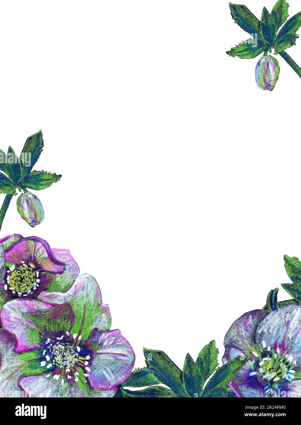 A postcard with an illustration drawn with colored pencils of hellebore ...