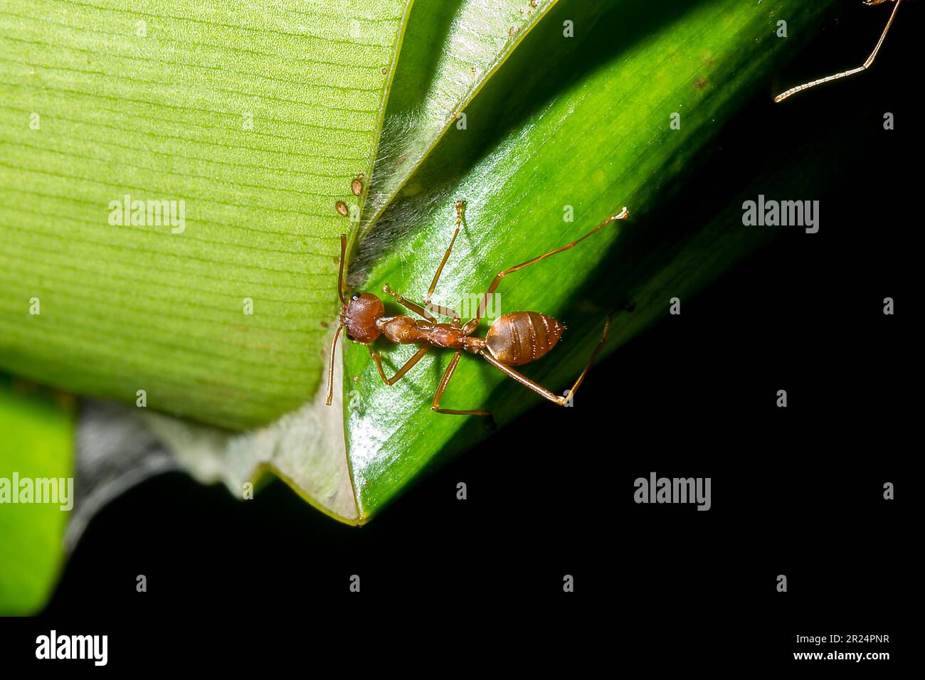 Weaver ants mango hi-res stock photography and images - Alamy