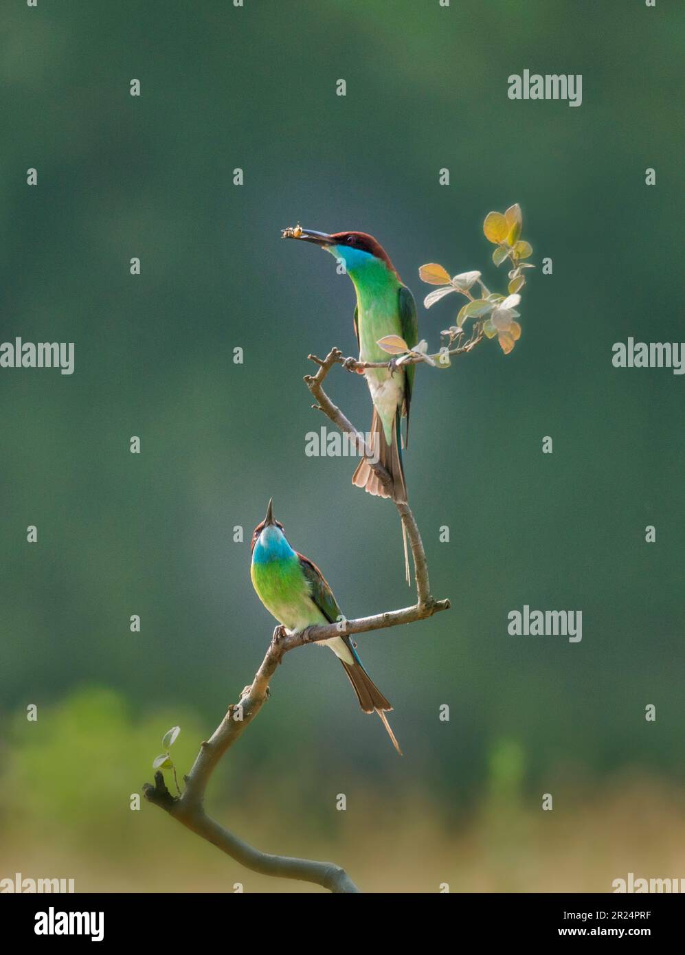 Merops apiaster and flowers hi-res stock photography and images - Alamy