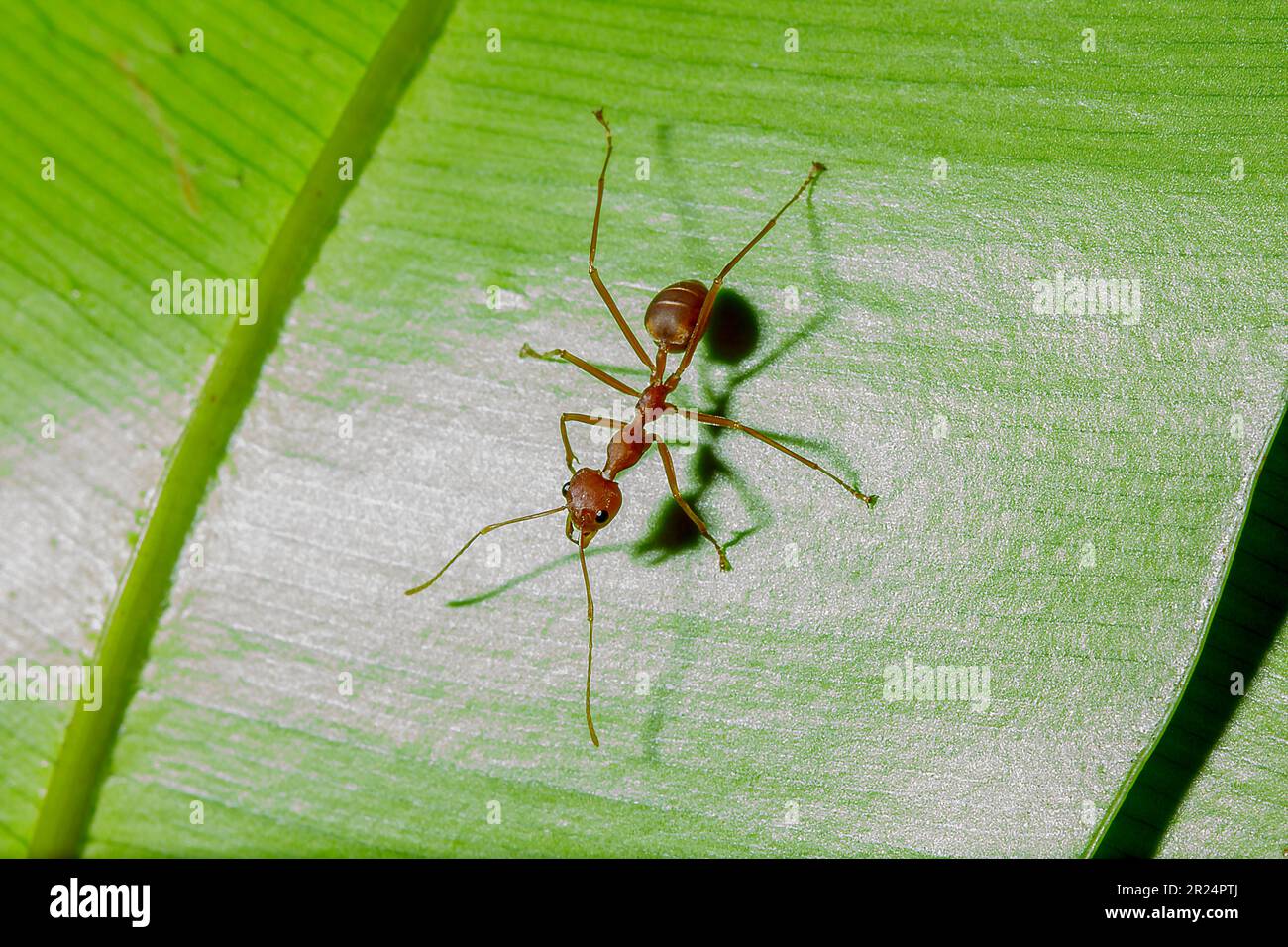 Red ants on mango tree hi-res stock photography and images - Alamy