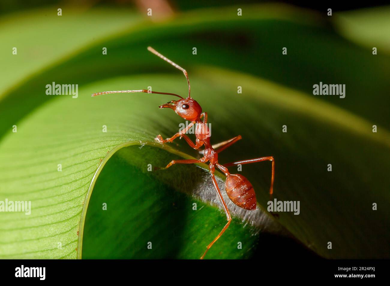 Red ants on mango tree hi-res stock photography and images - Alamy