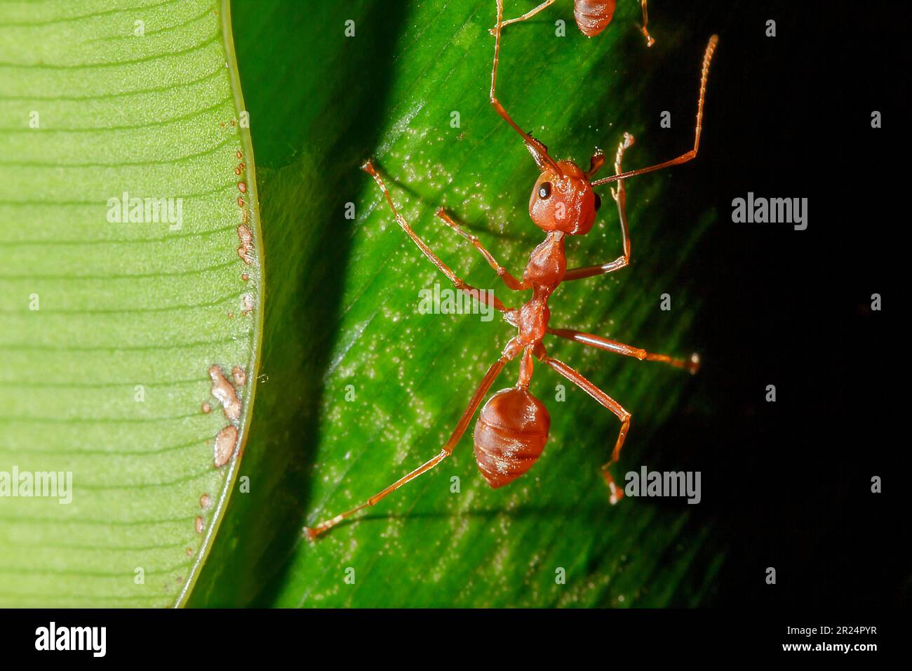 Red ants on mango tree hi-res stock photography and images - Alamy