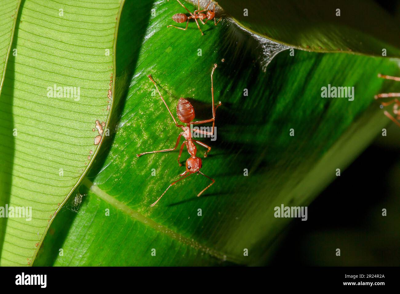 Red ants on mango tree hi-res stock photography and images - Alamy