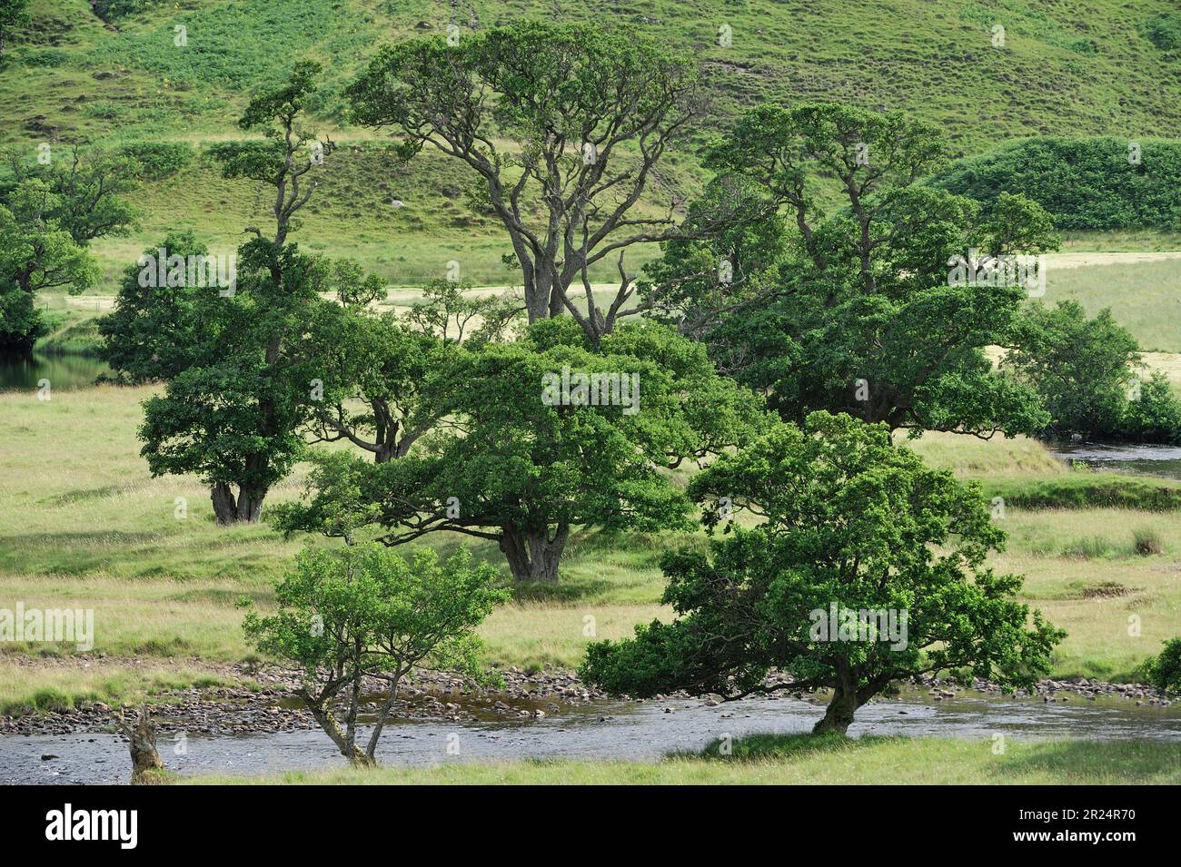 Alder (Alnus glutinosa) trees growing on floodplain in Glen ...
