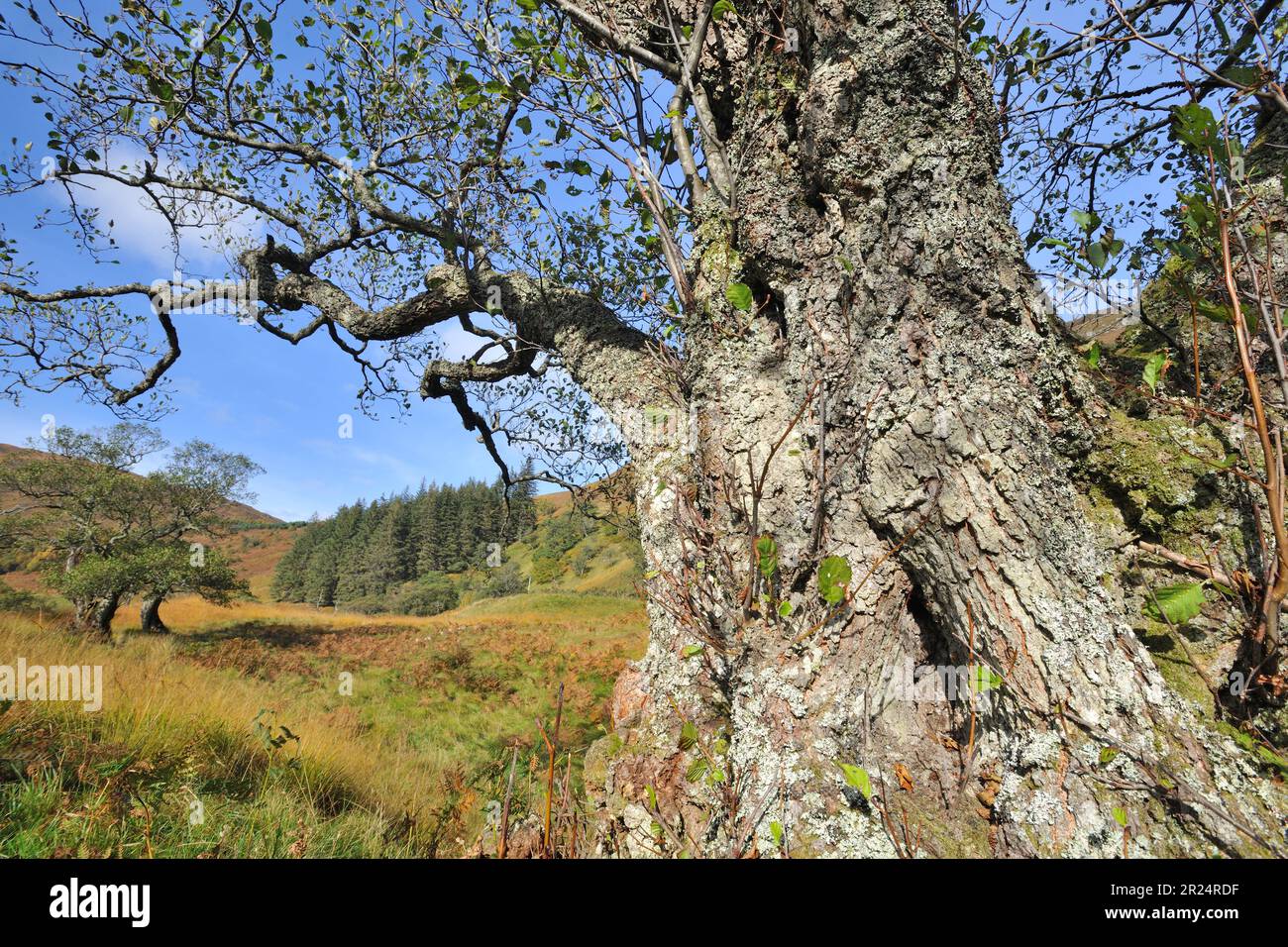 Mature alder tree hi-res stock photography and images - Alamy