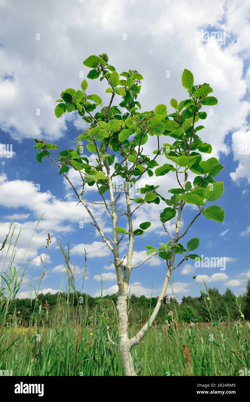 Alder (Alnus glutinosa) fresh leaves on sapling planted at Three Hagges ...