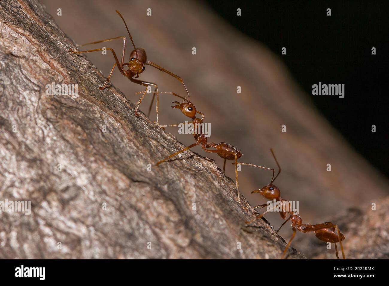 Red ants are on the tree Stock Photo - Alamy