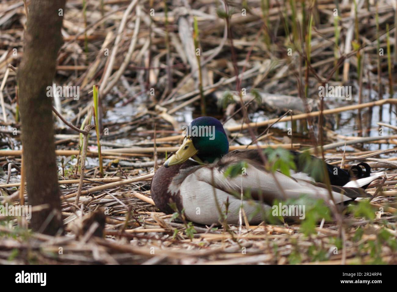 duck sitting by the lake on dry reeds resting Stock Photo - Alamy