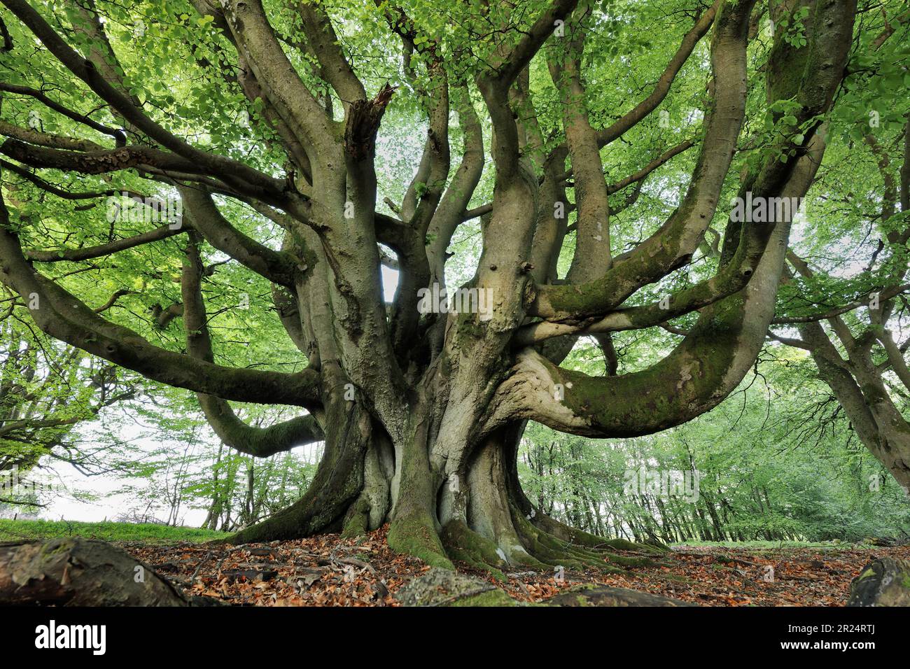 Beech (Fagus sylvaticus) veteran tree in spring with fresh leaves ...