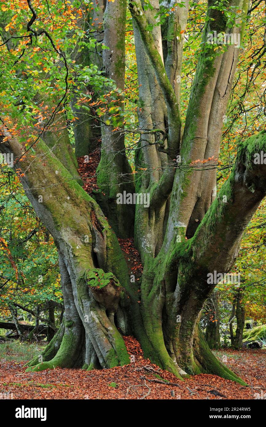 Beech (Fagus sylvatica) veteran tree in early autumn, Berwickshire ...
