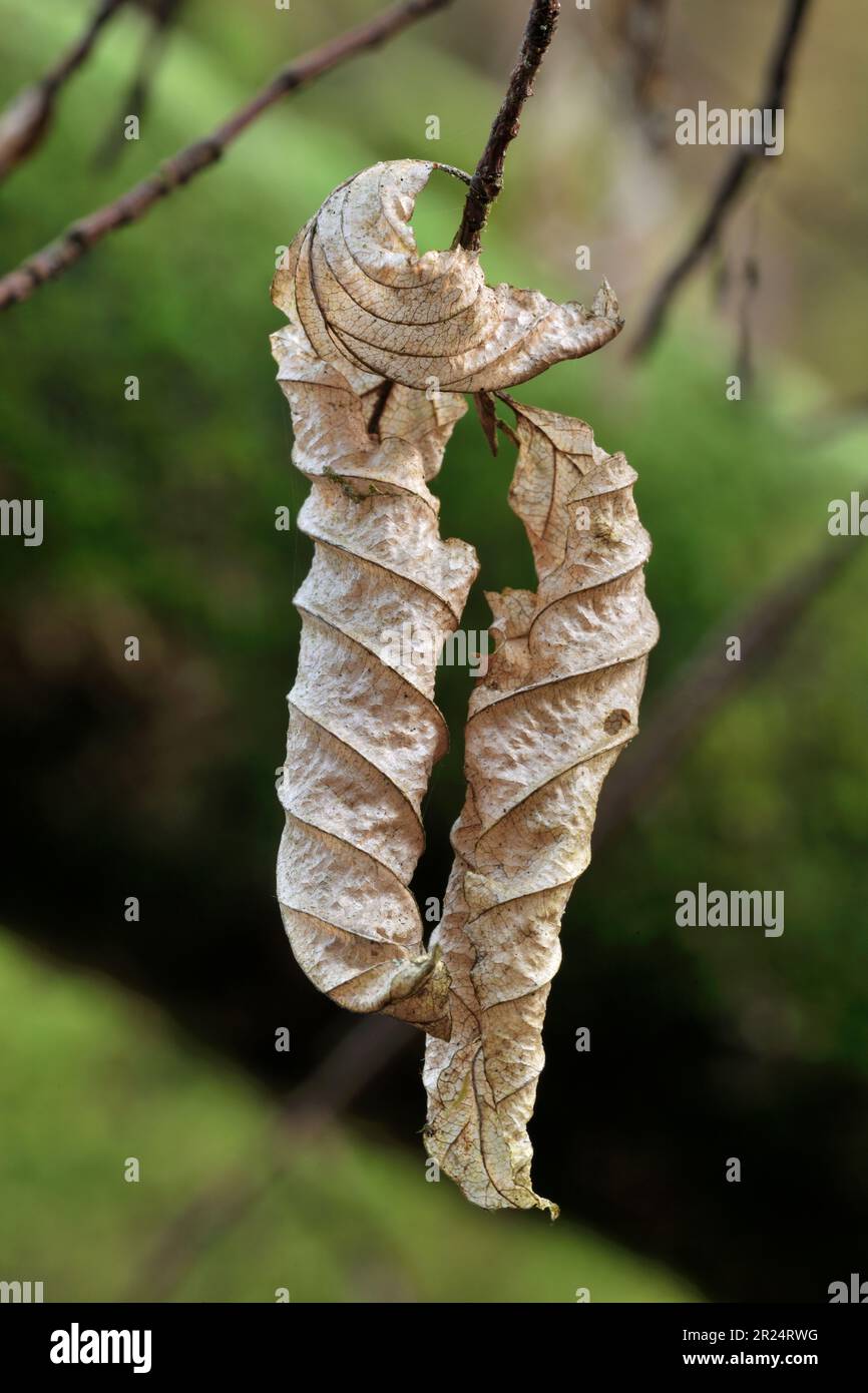 Dead beech leaves hi-res stock photography and images - Alamy