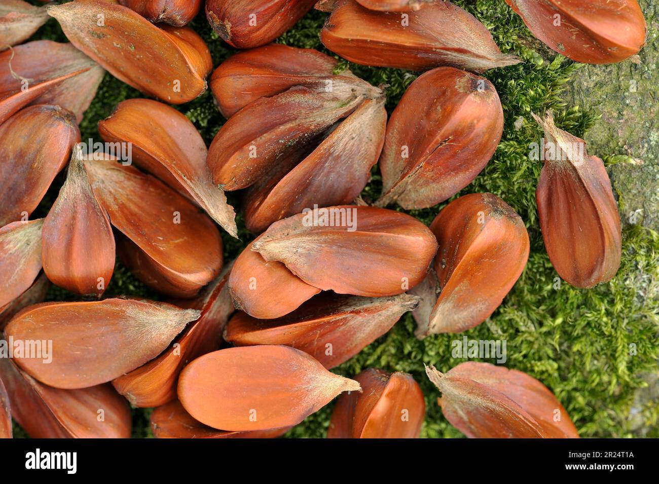 Beech tree seeds hi-res stock photography and images - Alamy