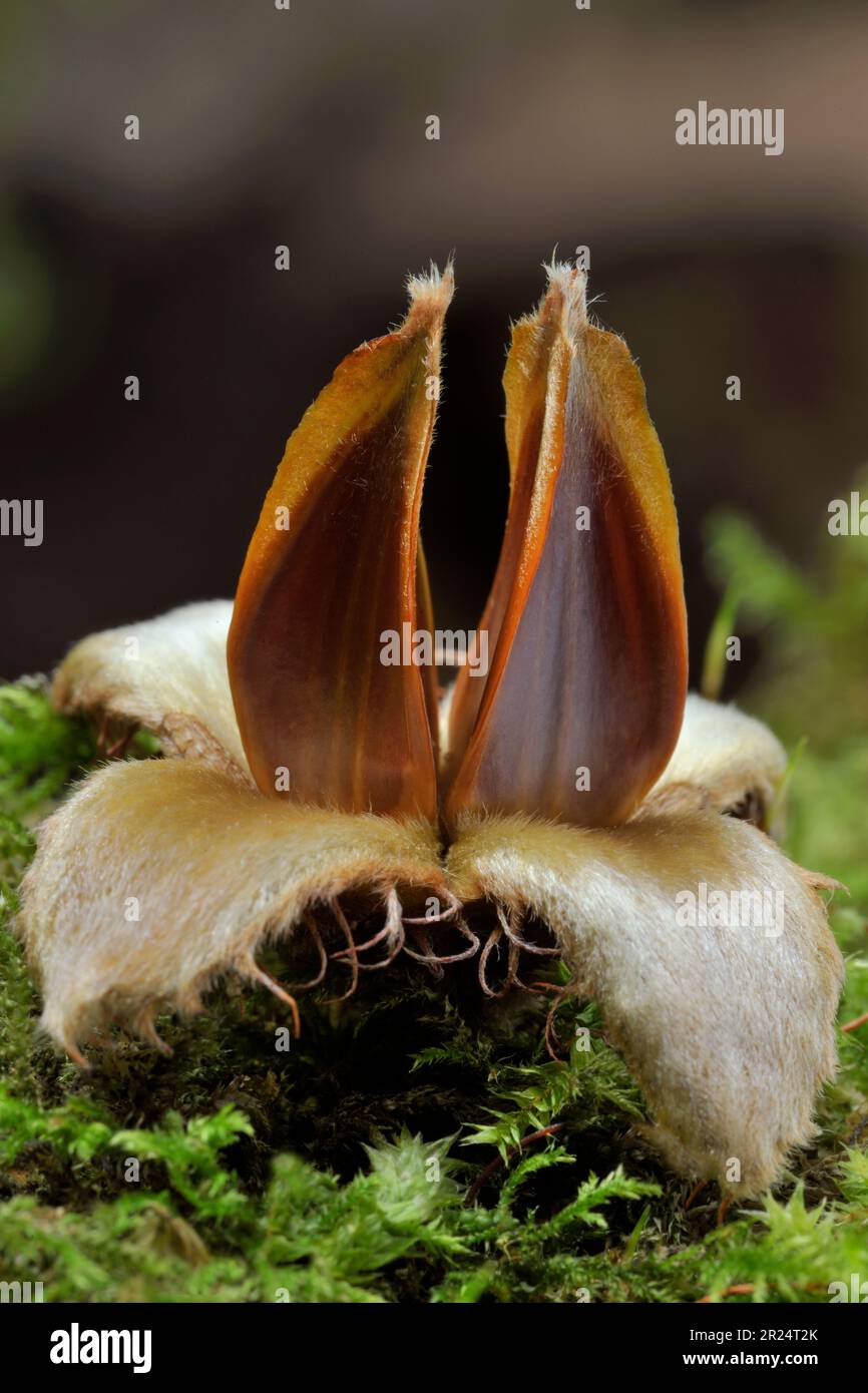 Beech tree seed hi-res stock photography and images - Alamy