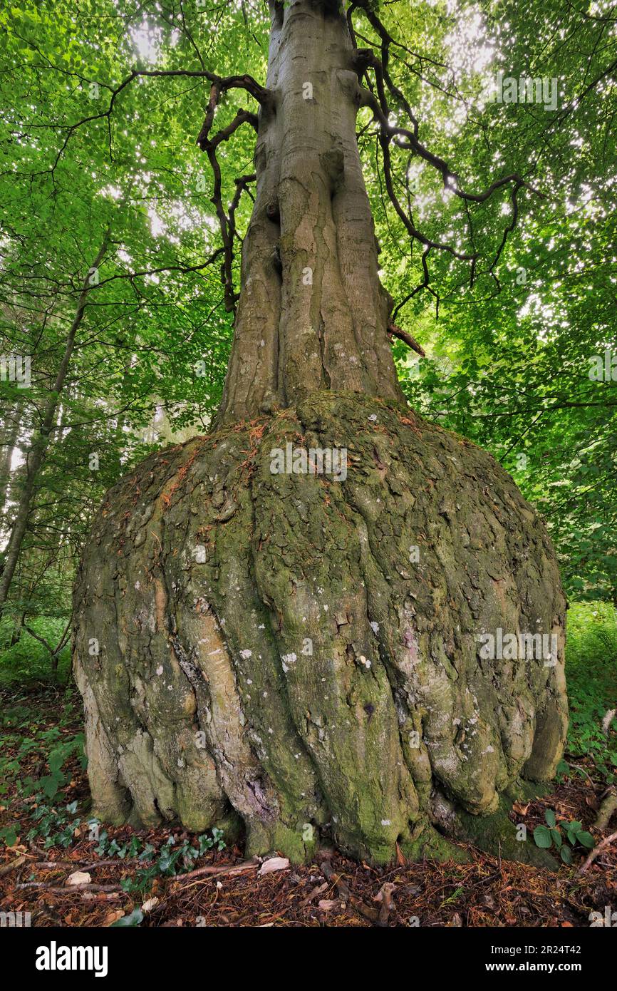 Beech (Fagus sylvatica) mature tree with deformed base to trunk in ...