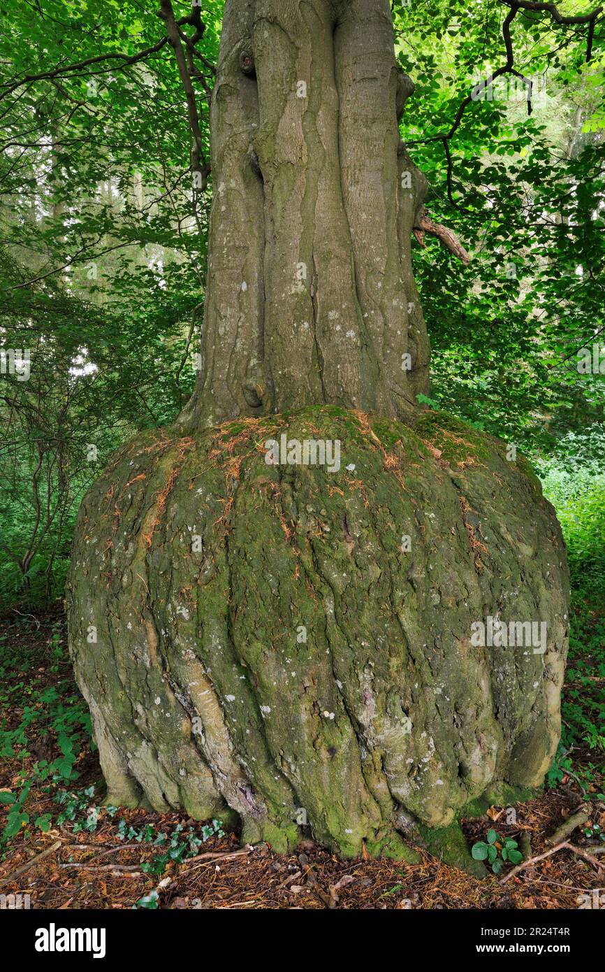 Beech (Fagus sylvatica) mature tree with deformed base to trunk in ...