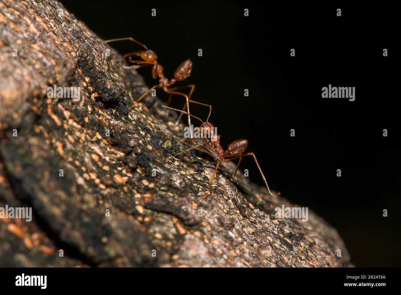 Extreme close up on ants hi-res stock photography and images - Alamy